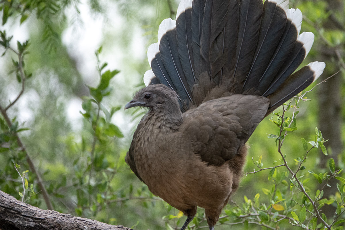 Birding the Río Grande Valley - Curiosity & Collectanea